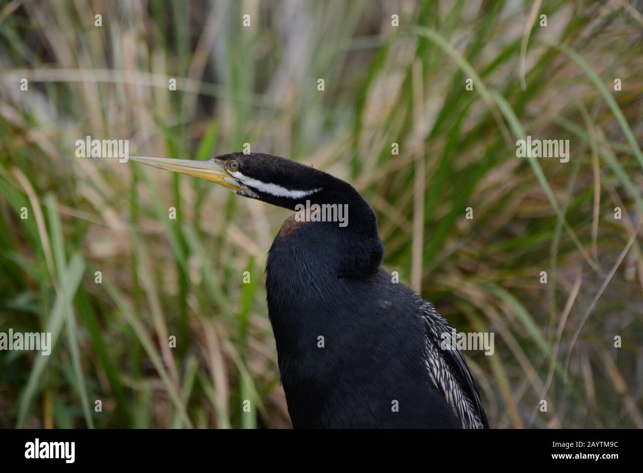 Immature Common Darter High Resolution Stock Photography and Images - Alamy