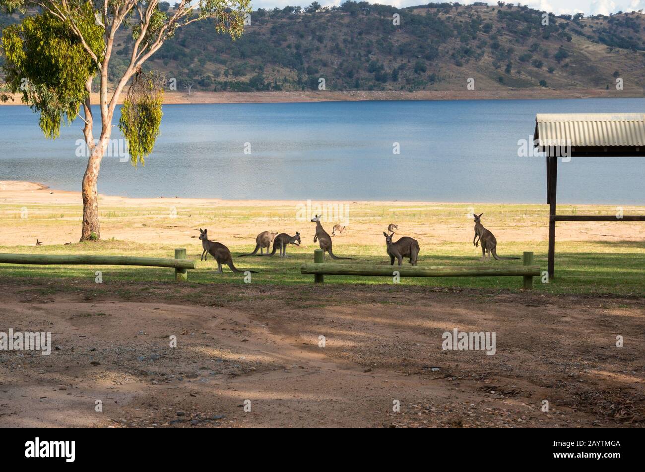 Kangaroo mob near the lake in the park. Australian native animals ...
