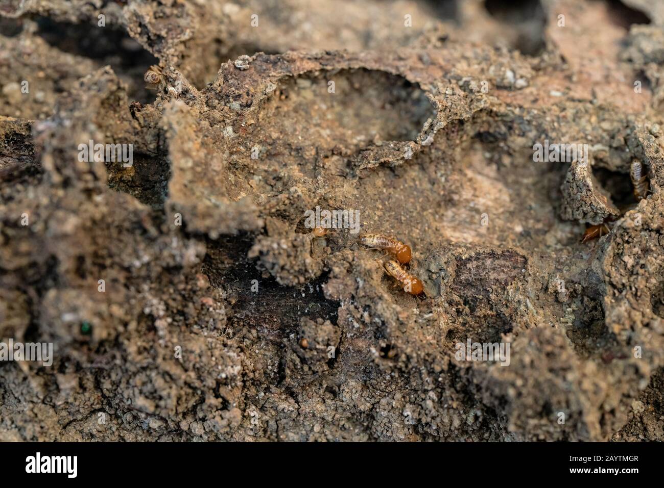 Dry-Wood Termites on the old wood rotting Stock Photo - Alamy