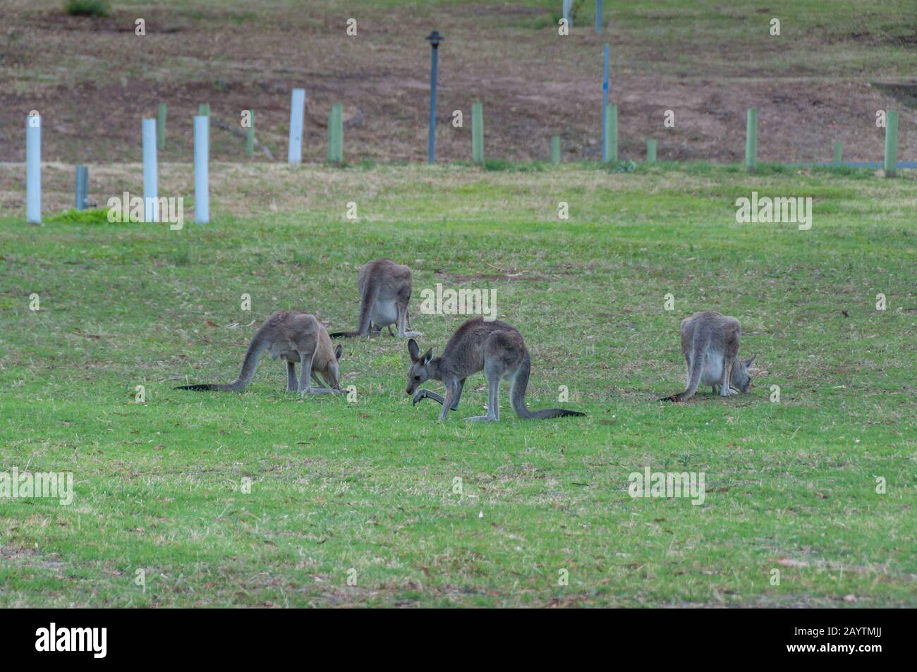 Australian native animals hi-res stock photography and images - Alamy