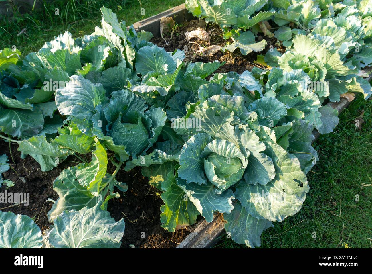 Cabbage tree in the top view Stock Photo - Alamy