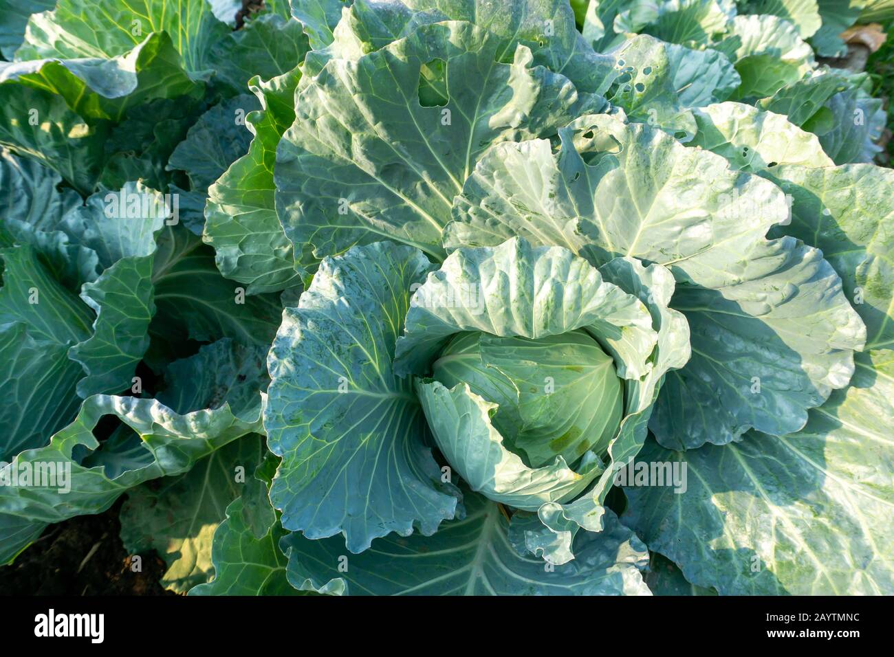 Cabbage tree in the top view Stock Photo - Alamy