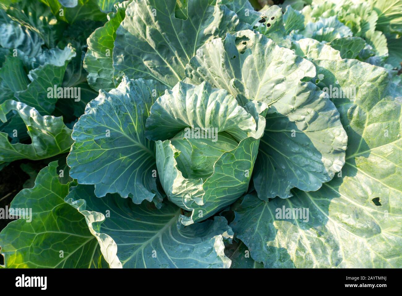 Cabbage tree in the top view Stock Photo - Alamy
