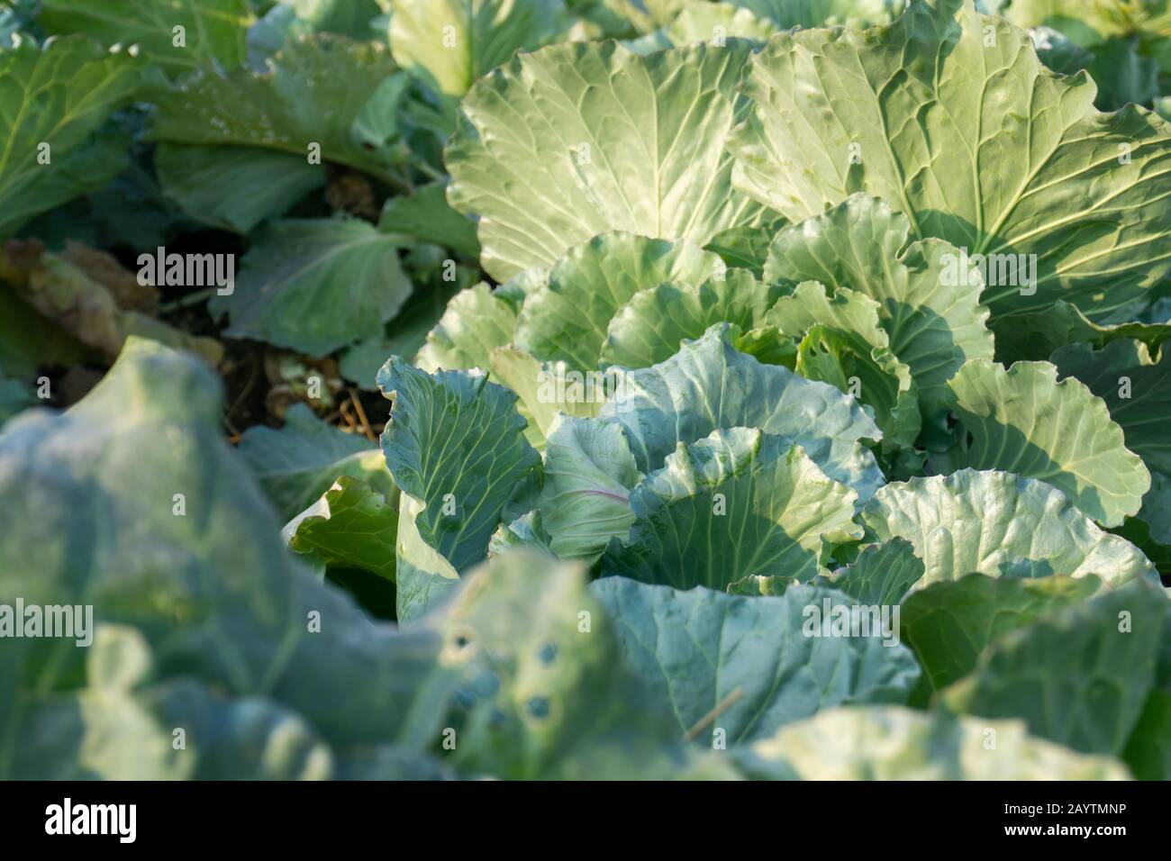 Cabbage tree in the top view Stock Photo - Alamy