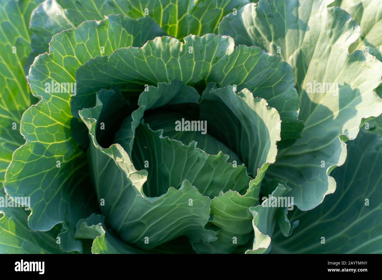 Cabbage tree in the top view Stock Photo - Alamy