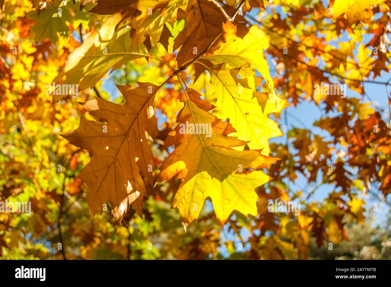 Bright golden yellow autumn leaves nature background. Sunlit fall ...