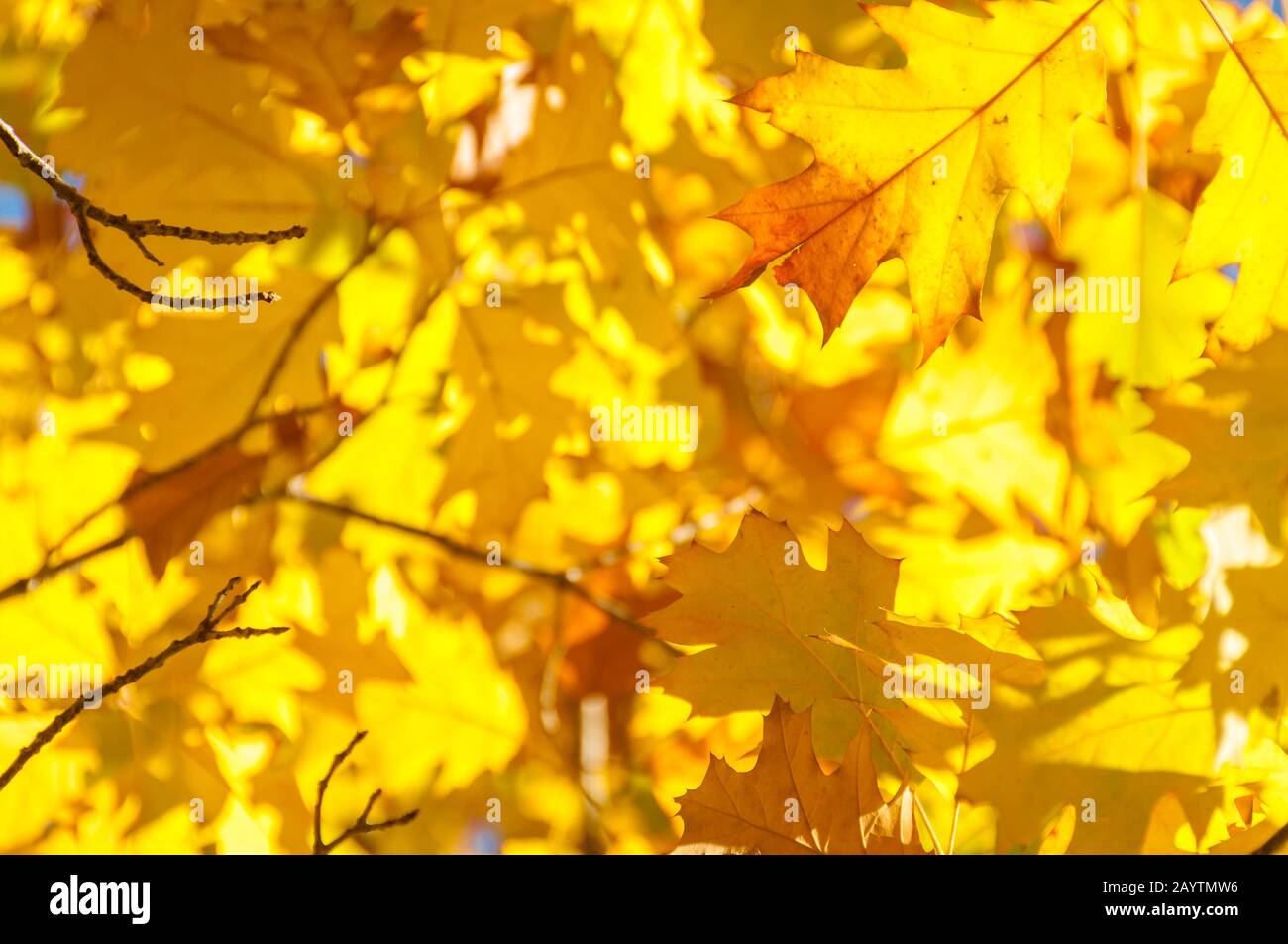 Sunlit fall foliage hi-res stock photography and images - Alamy
