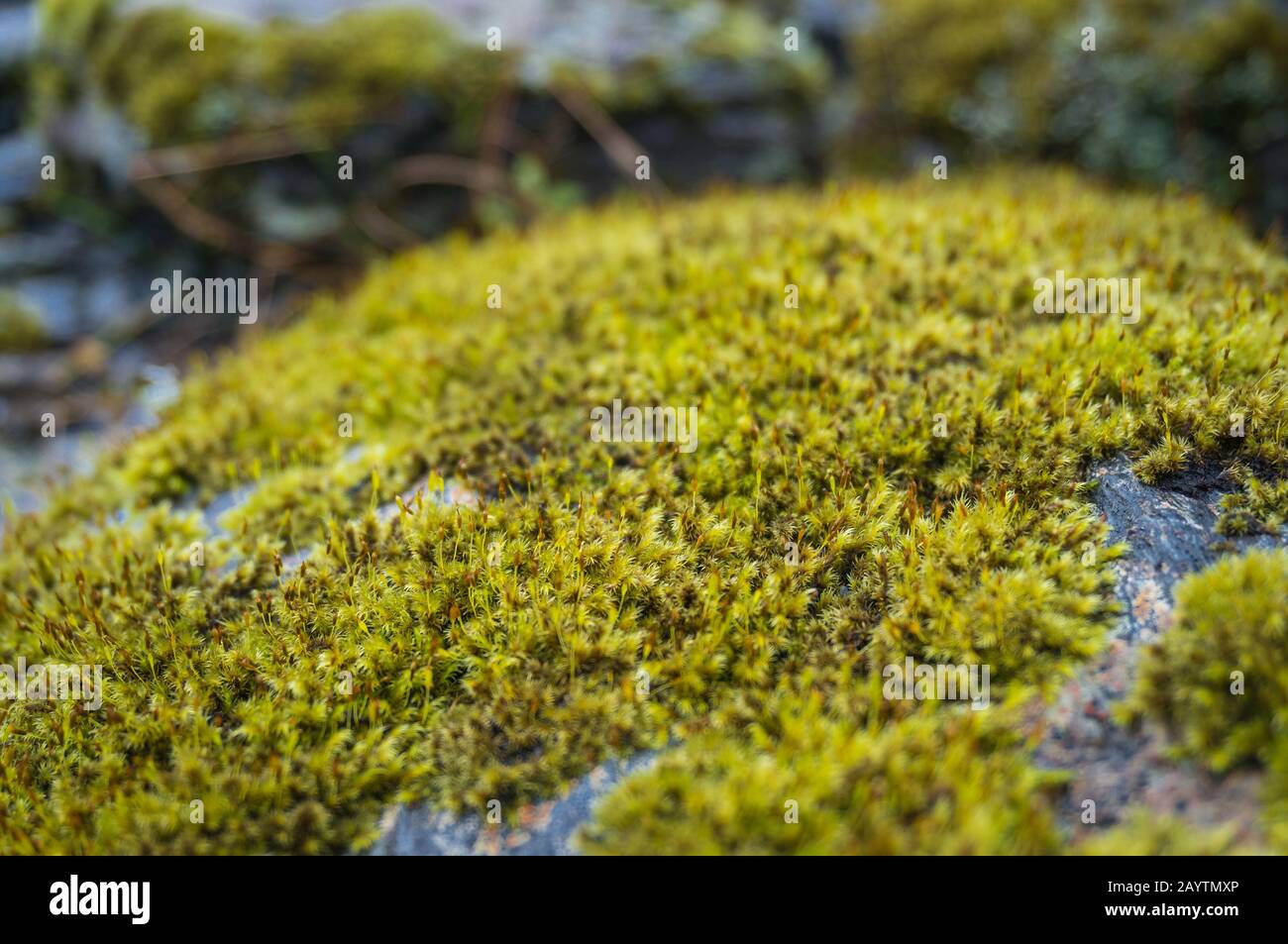 Moss Plant Texture