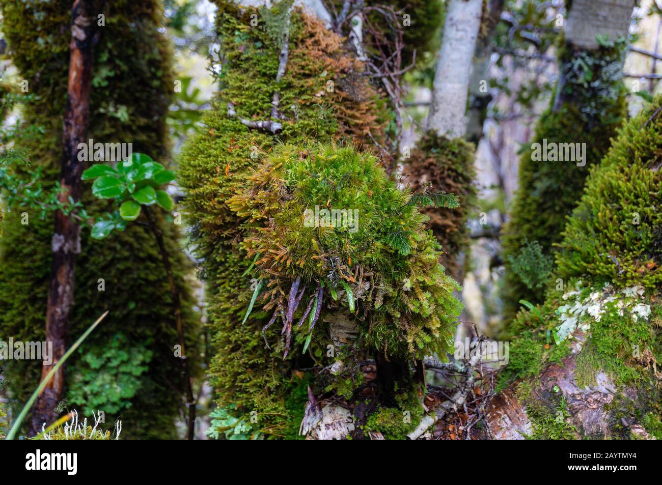 Close up of a green moss on a tree. Rainforest vegetation nature ...