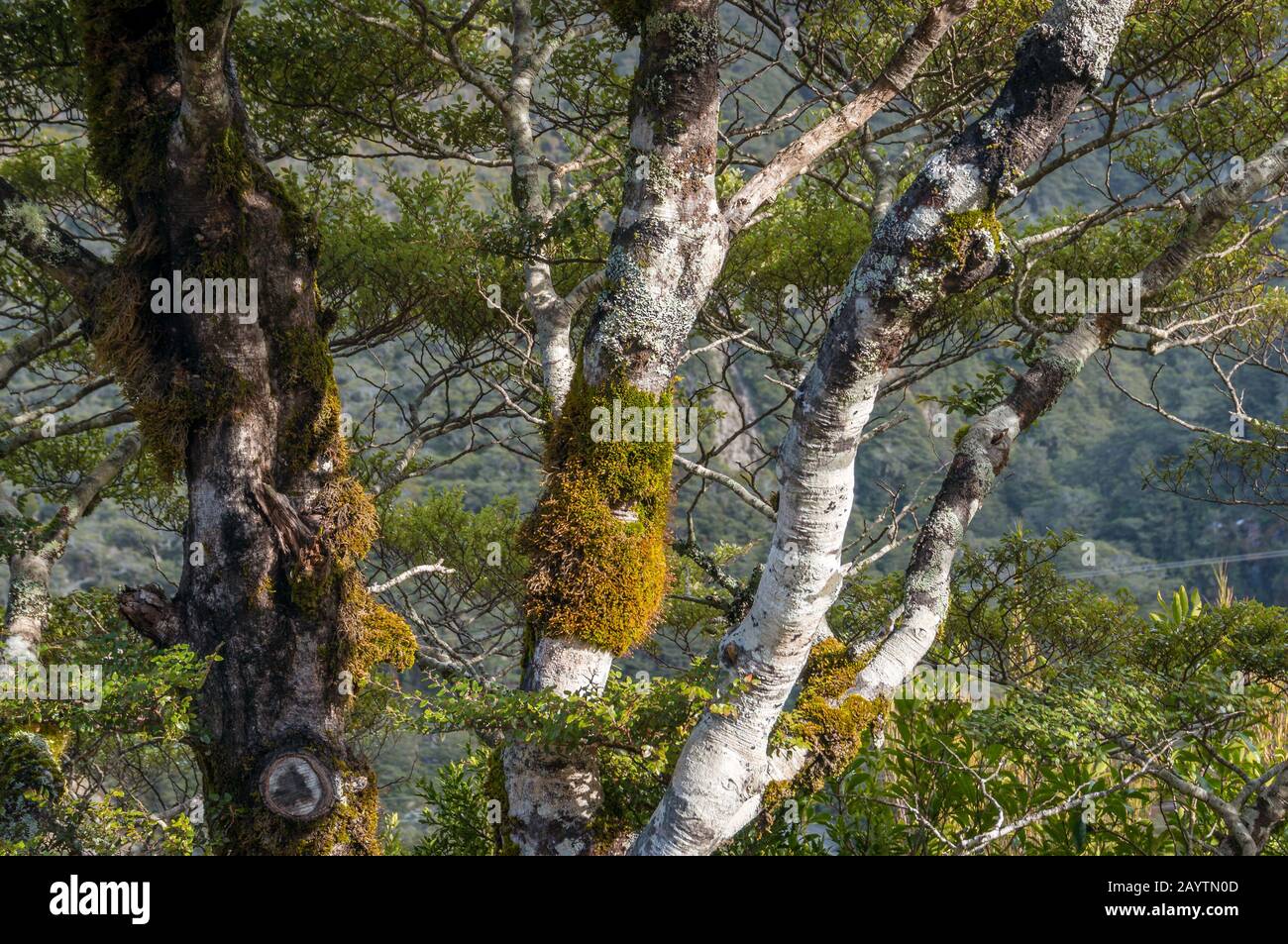 High mountain beech tree hi-res stock photography and images - Alamy