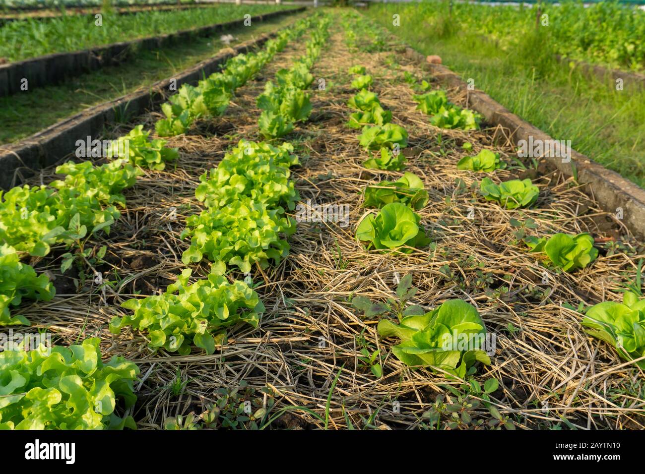 Lettuce leaves Planting in farmer's garden for food.healthy lettuce ...