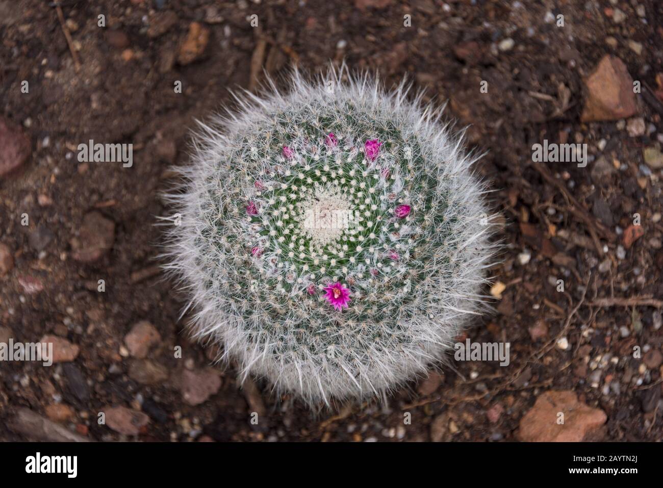 Cactus with thin white spikes and purple small flowers. Opuntia family ...
