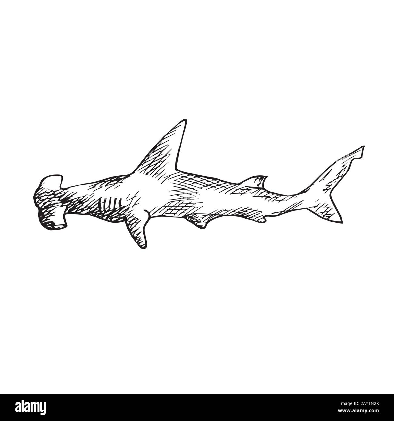 Great Hammerhead Shark Drawing