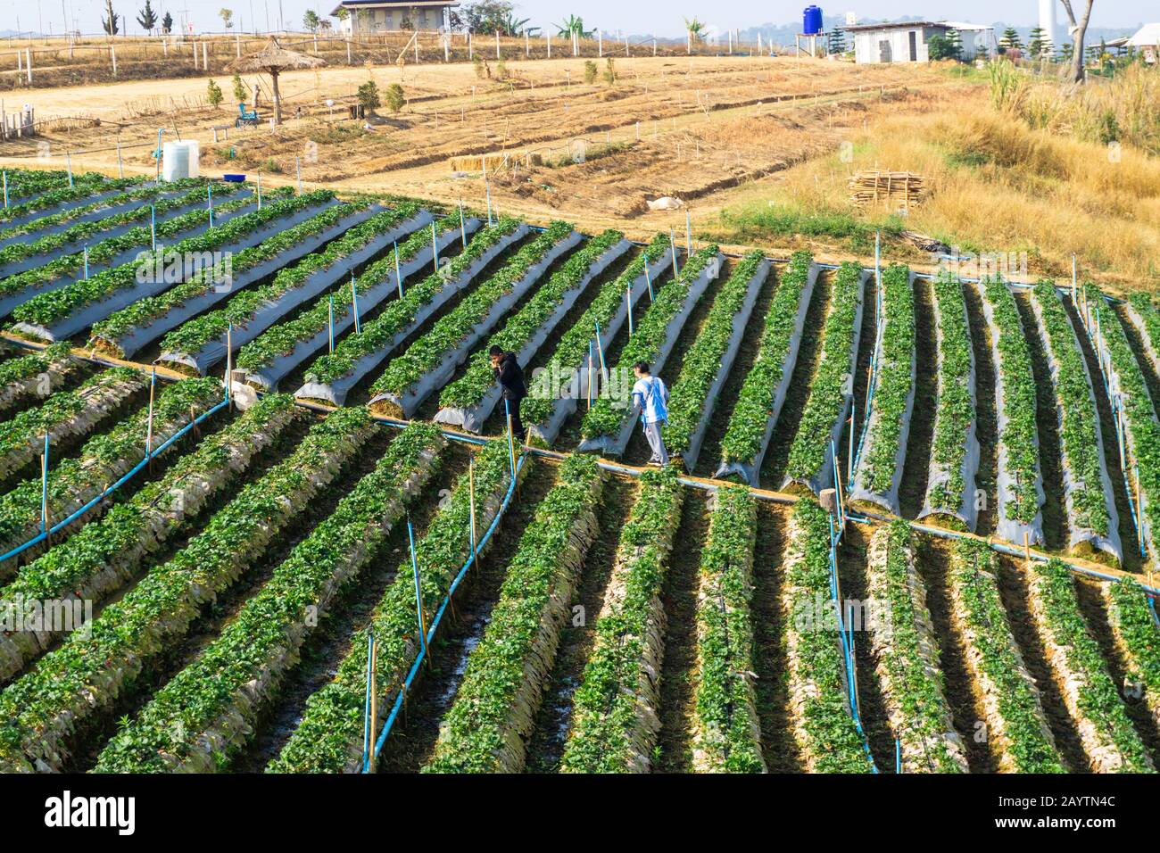 New harvest of sweet fresh outdoor red strawberry, growing outside in ...