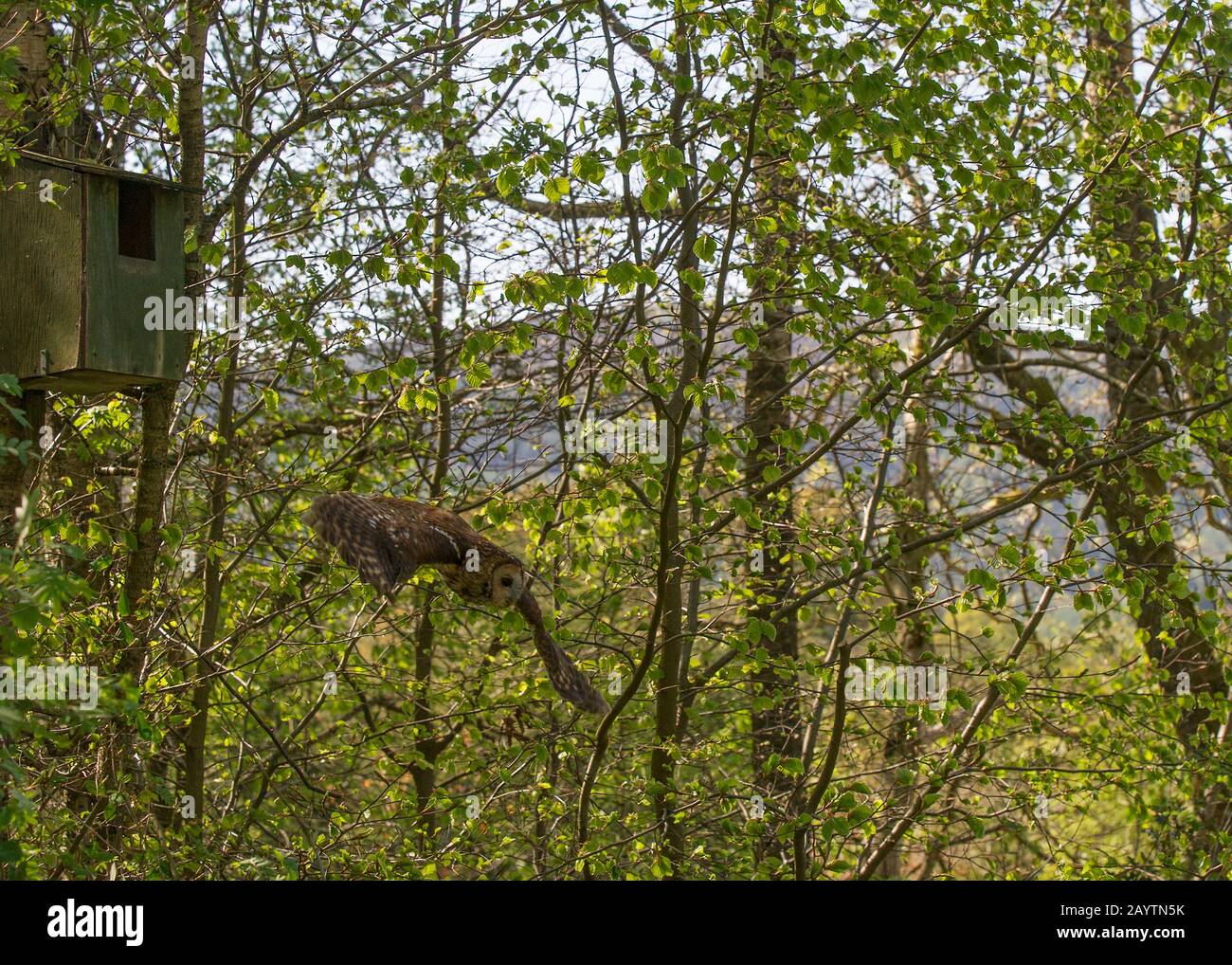 Tawny owl nest uk hi-res stock photography and images - Alamy
