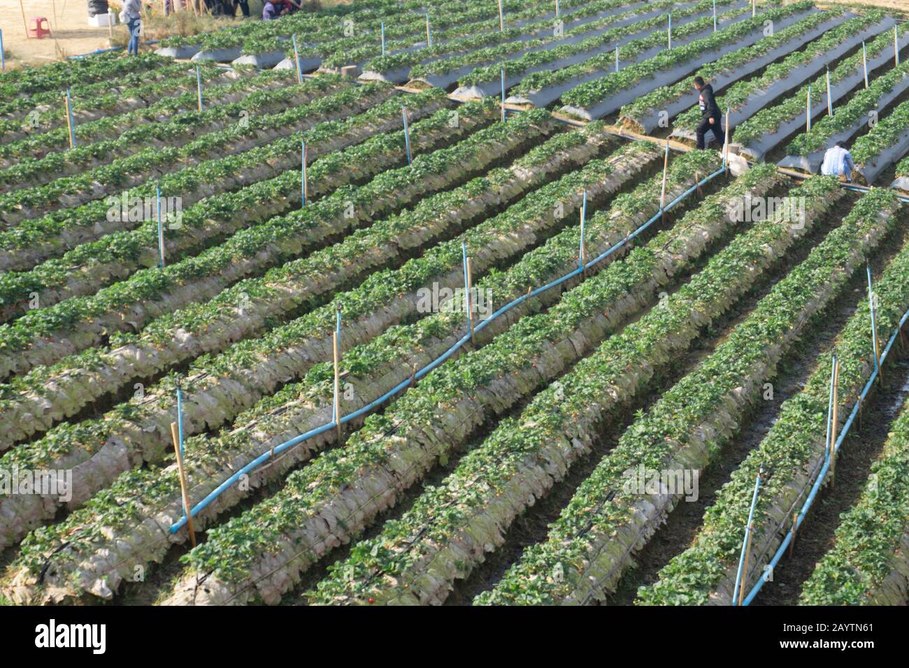 New harvest of sweet fresh outdoor red strawberry, growing outside in ...
