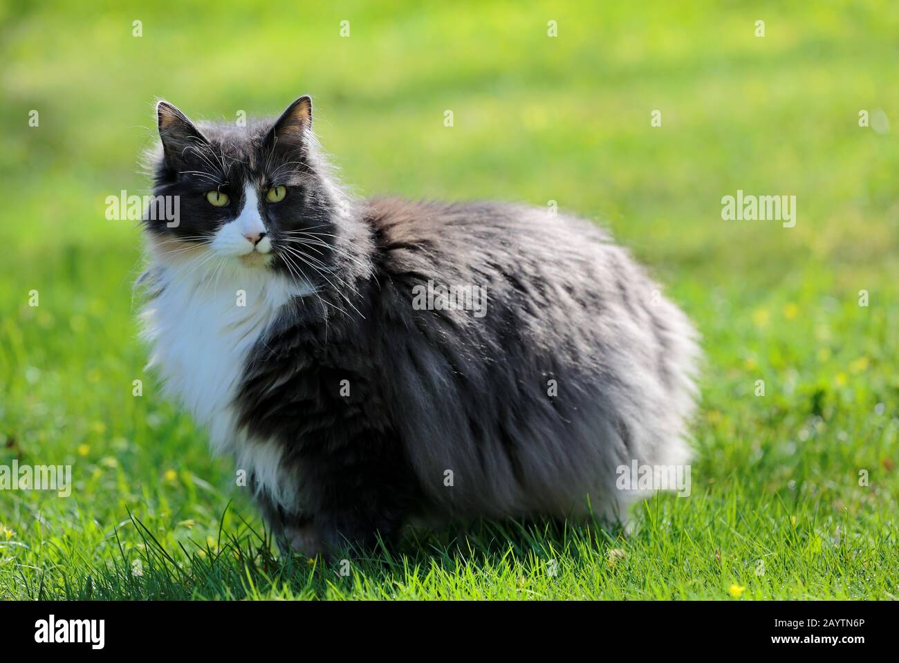 A beautiful norwegian forest cat in beautiful morning light Stock Photo ...