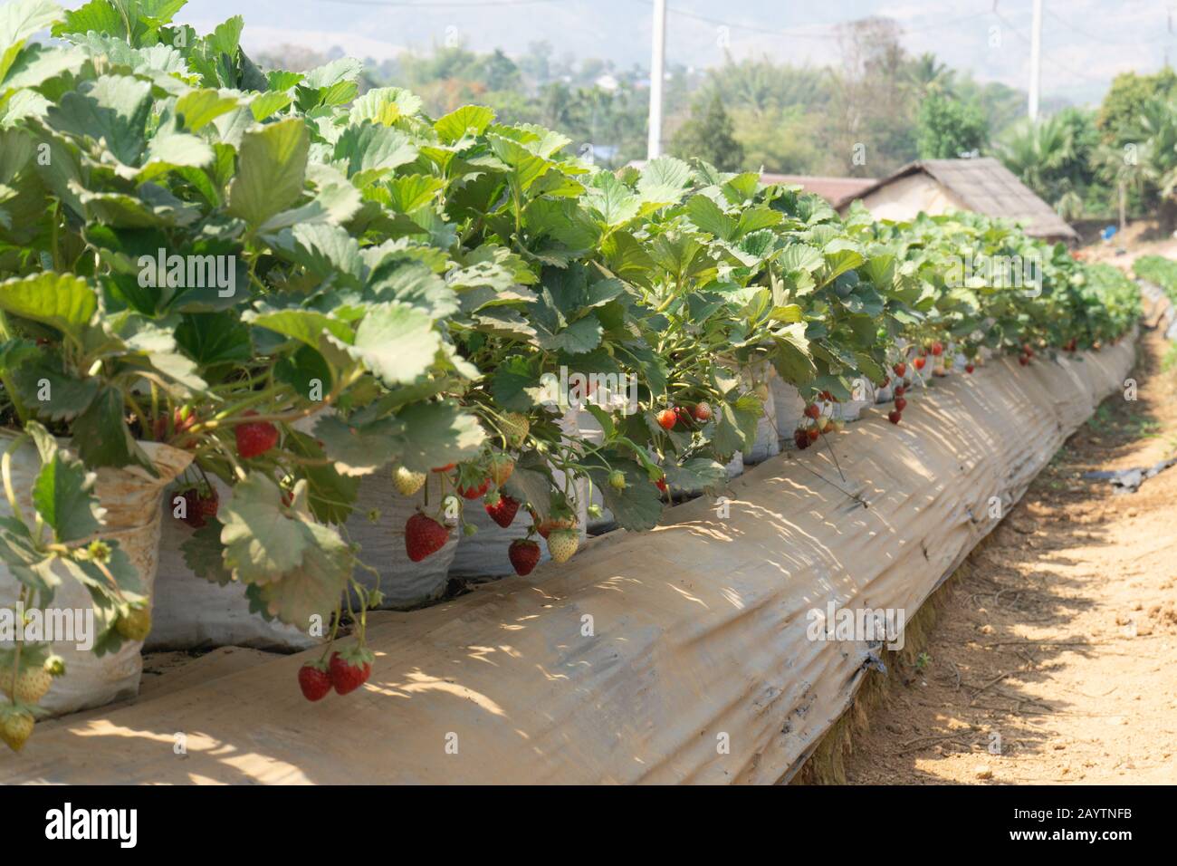 New harvest of sweet fresh outdoor red strawberry, growing outside in ...