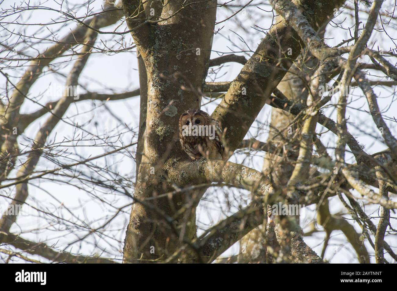 Tawny owl nest box in a tree hi-res stock photography and images - Alamy