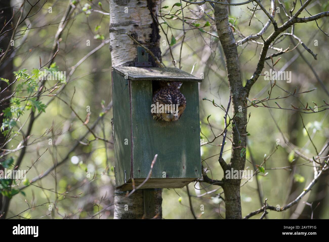 Tawny owl box hi-res stock photography and images - Alamy