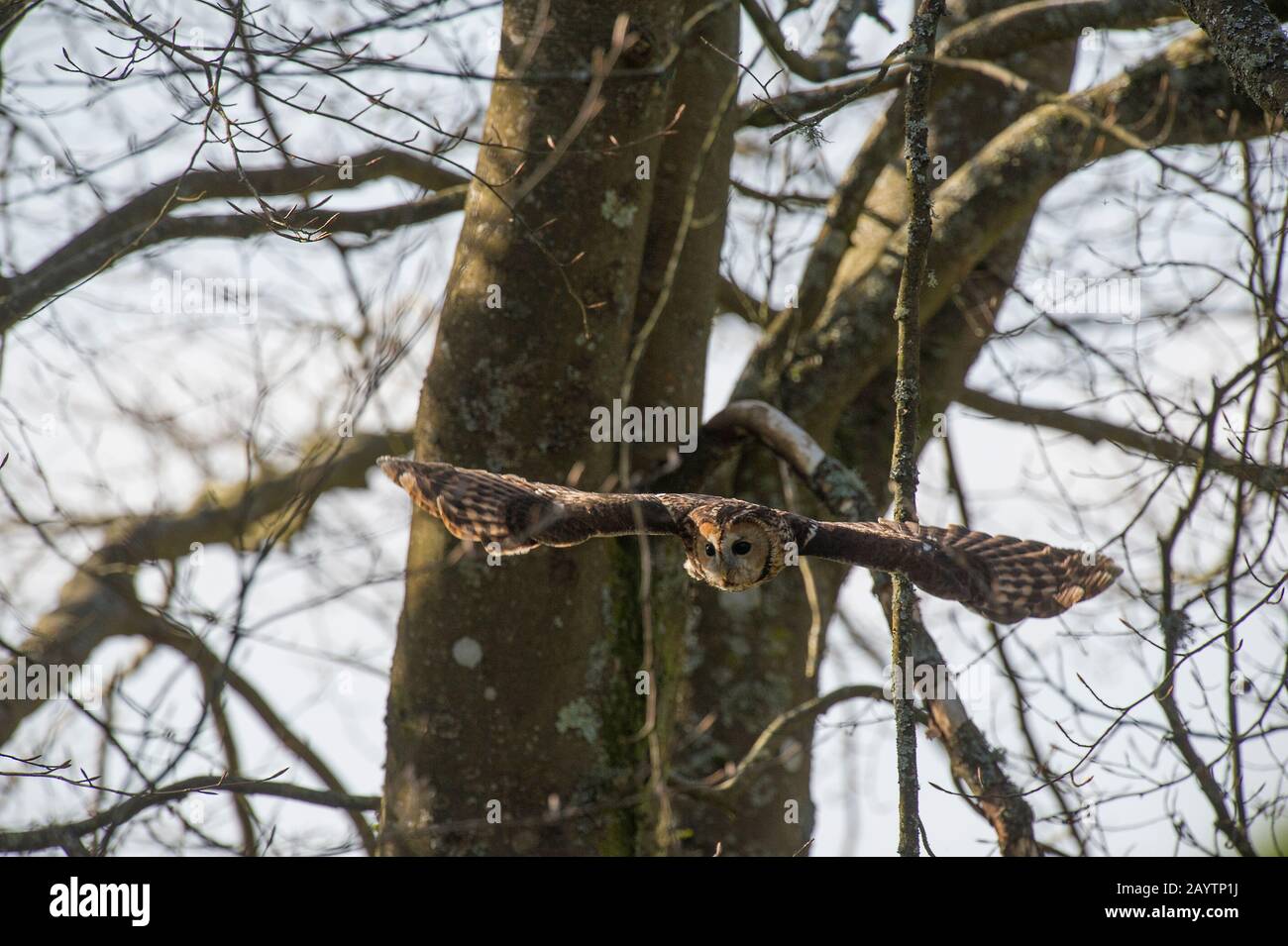 Tawny owl nest box in a tree hi-res stock photography and images - Alamy