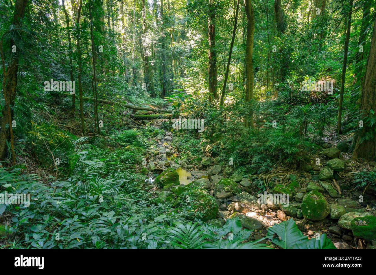 Lush green rainforest landscape with green trees and plants ...