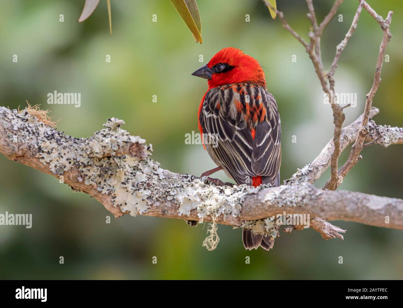 Reunion fody hi-res stock photography and images - Alamy