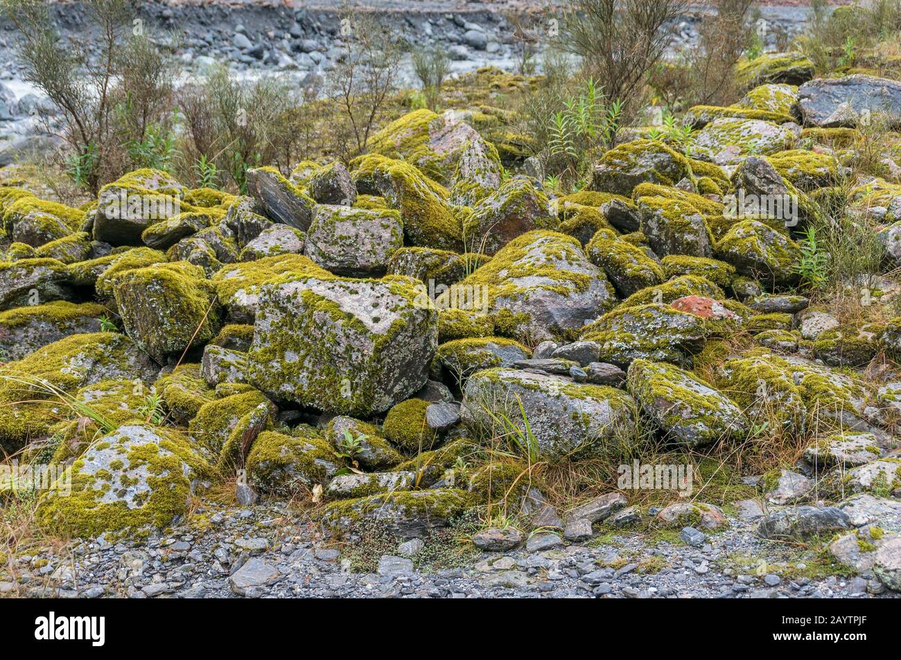 Mosses On Rocks