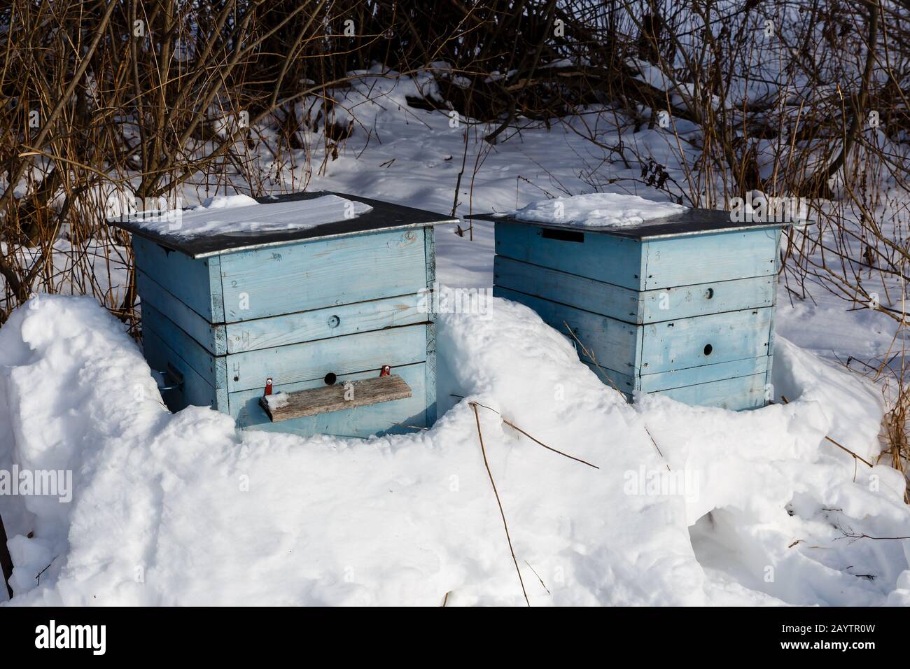 beehive in the winter forest, snow hive honey bees Stock Photo - Alamy