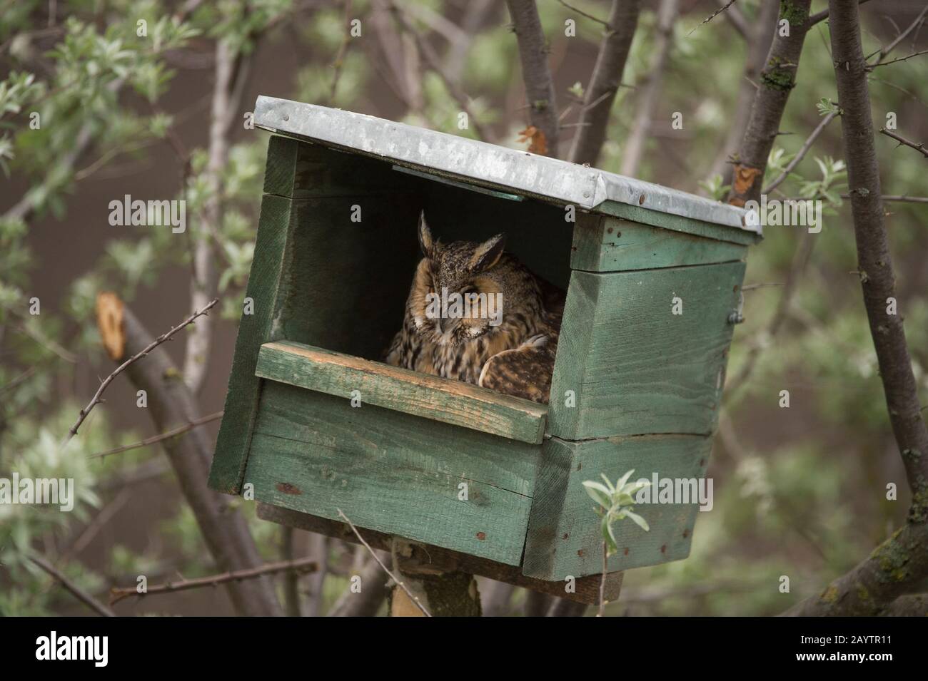 Long nesting box hi-res stock photography and images - Alamy