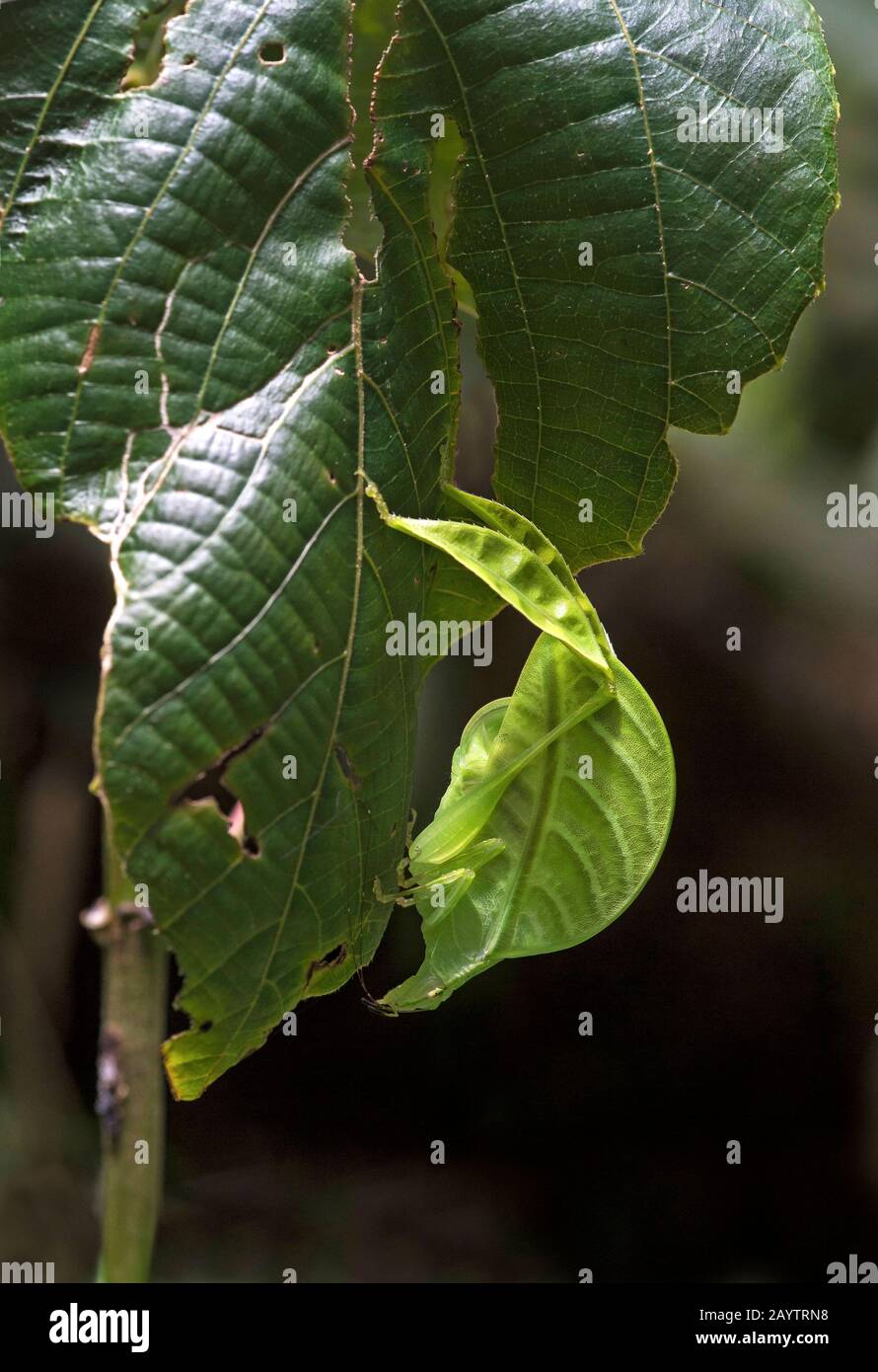 Leaf katydid Eulophyllum lobatum, mimicking jungle foliage, Kinabalu ...