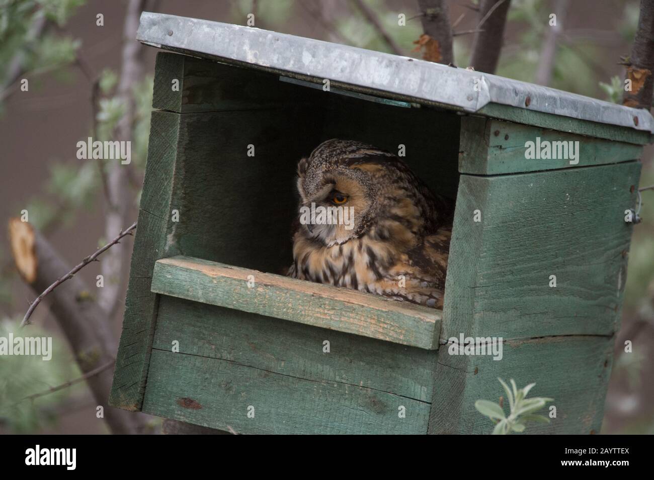 Owl long-eared (Asio otus), in nest box, Hortobágy National Park ...