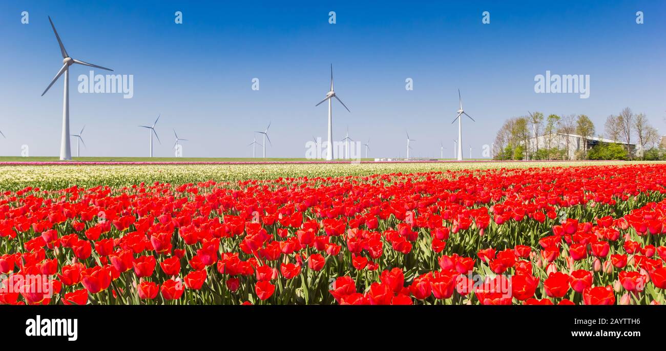 Panorama of colorful tulip fields and wind turbines in Noordoostpolder ...