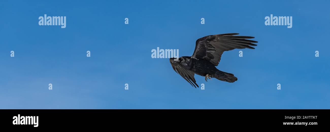 Crow flying in blue hi-res stock photography and images - Alamy