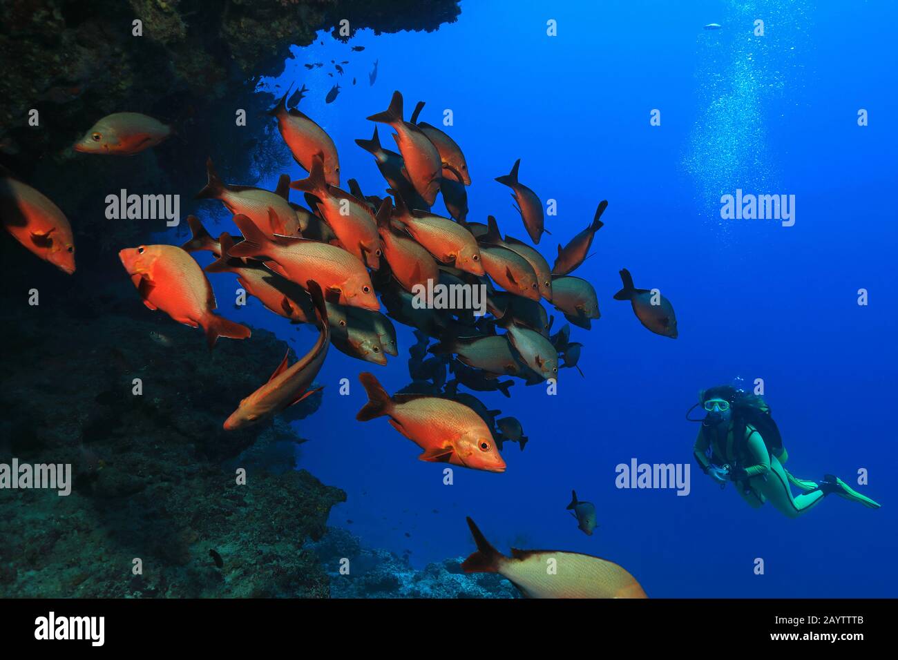 Humpback red snappers (Lutjanus gibbus) and scuba diver underwater in ...
