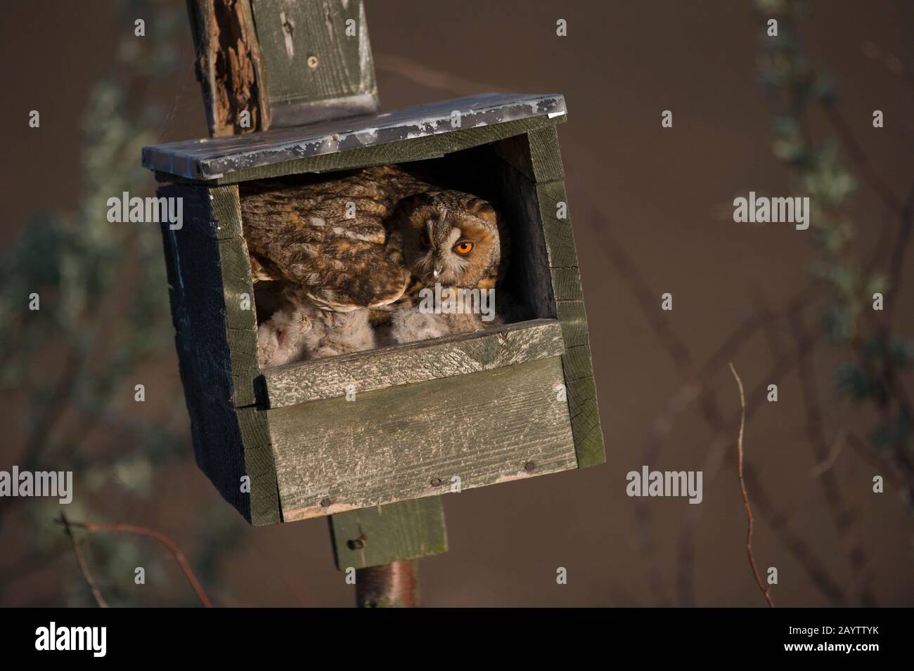 Owl long-eared (Asio otus), in nest box with young, Hortobágy National ...