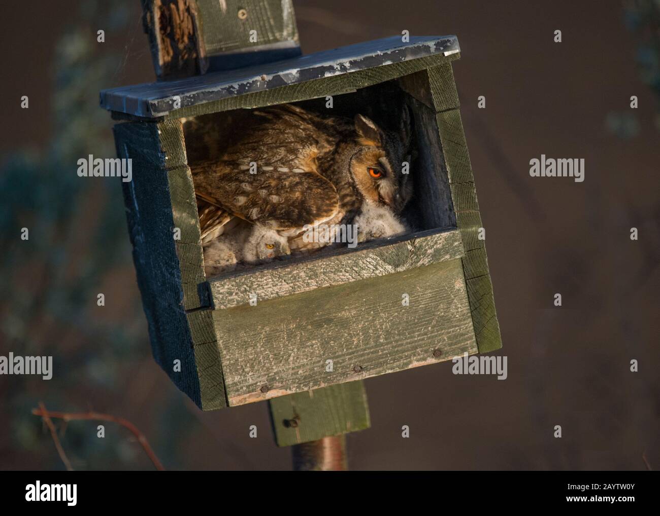 Asio otus long eared owl nest hi-res stock photography and images - Alamy