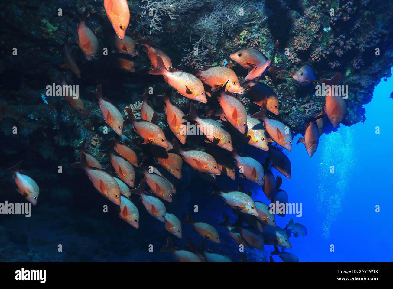 Shoal of Humpback red snappers (Lutjanus gibbus) underwater in the ...