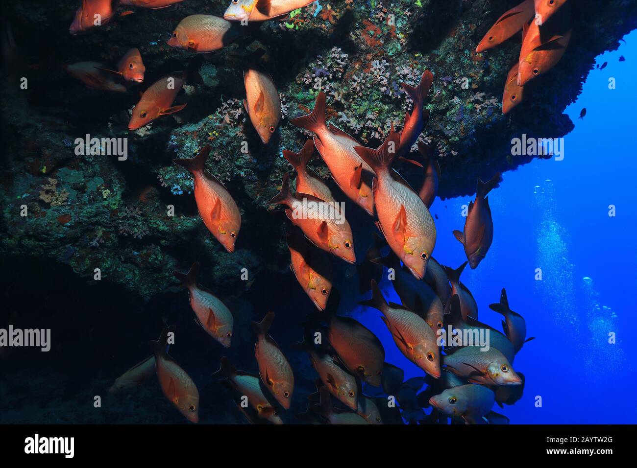 Humpback red snapper lutjanus gibbus hi-res stock photography and ...