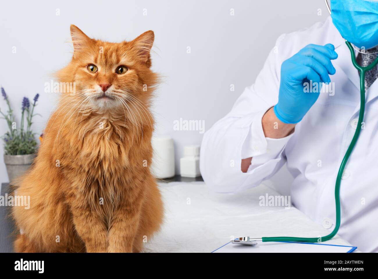 male vet in a white medical coat sits at a table and examines an adult ...