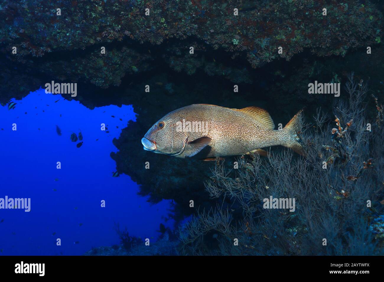 Giant sweetlips fish (Plectorhinchus obscurus) underwater in the ...