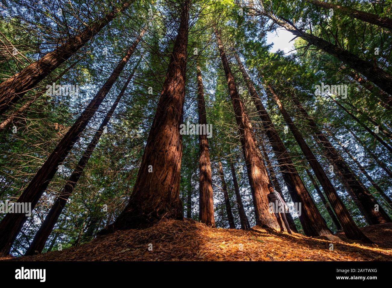 Secuoyas del Monte Cabezón son , Espacio Natural Protegido, Cabezón de ...