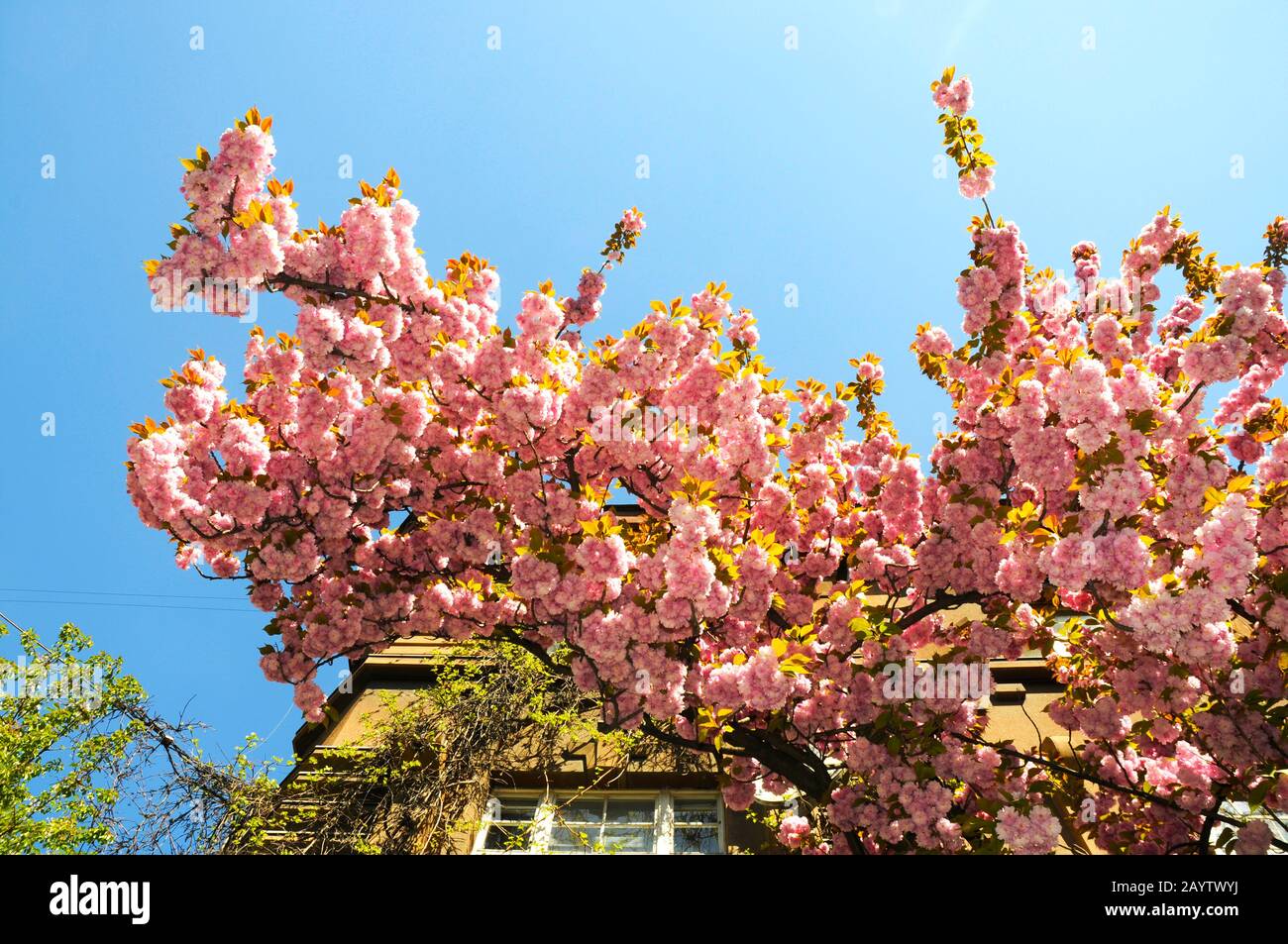 blooming sakura spring in the city under an open blue sky next to green ...