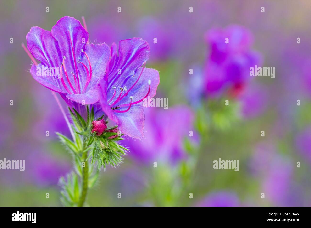 Purple Viper's Bugloss flower Stock Photo - Alamy