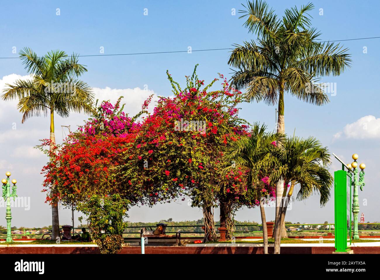 A colorful peacock flower tree is full of blooming flowers on the ...