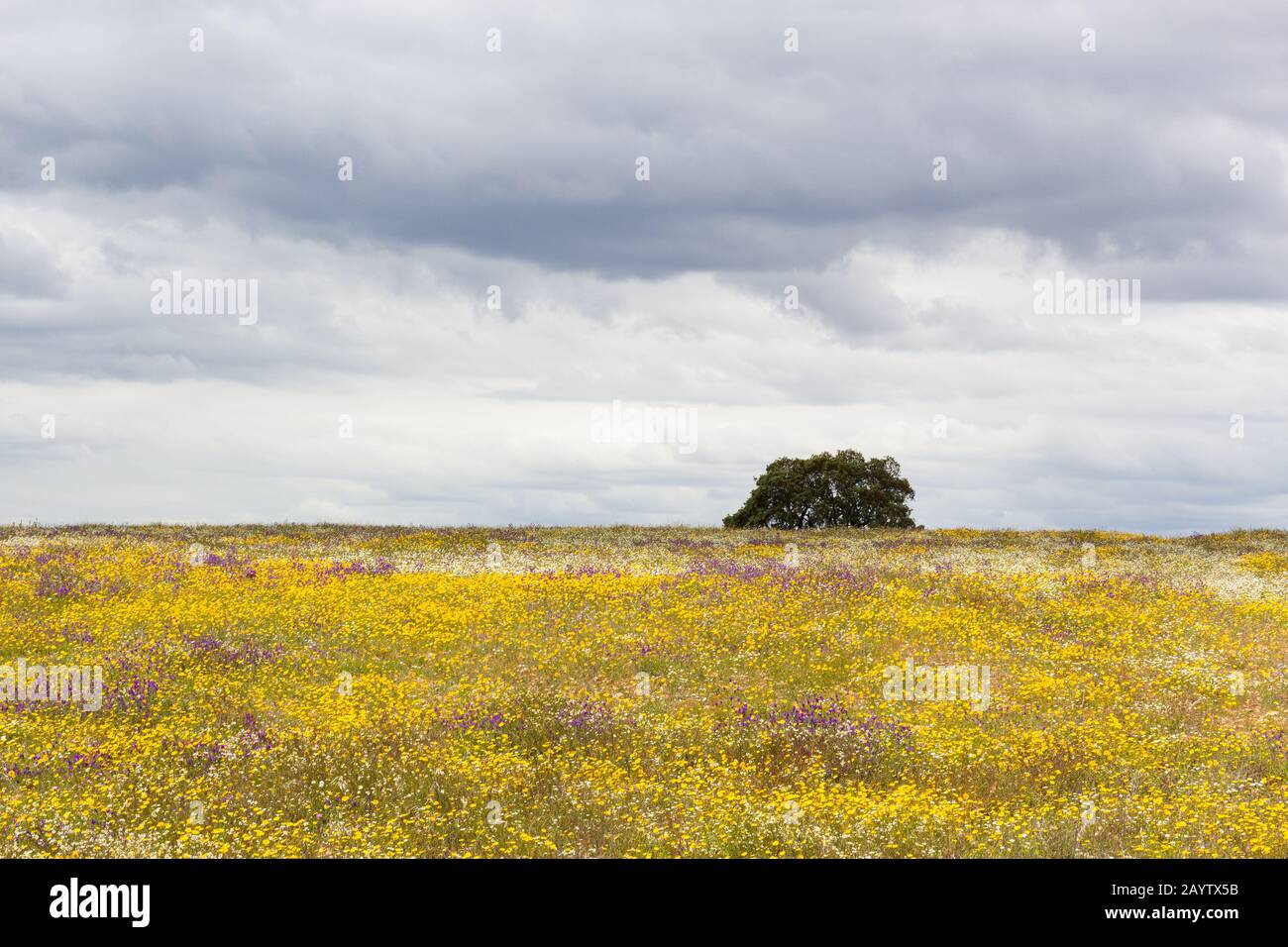 Alentejo plains hi-res stock photography and images - Alamy