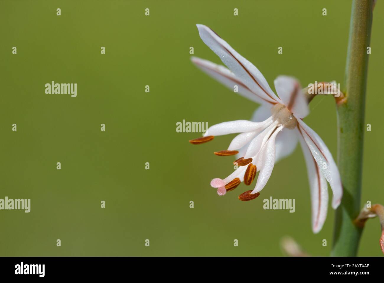 Asphodel flower hi-res stock photography and images - Alamy