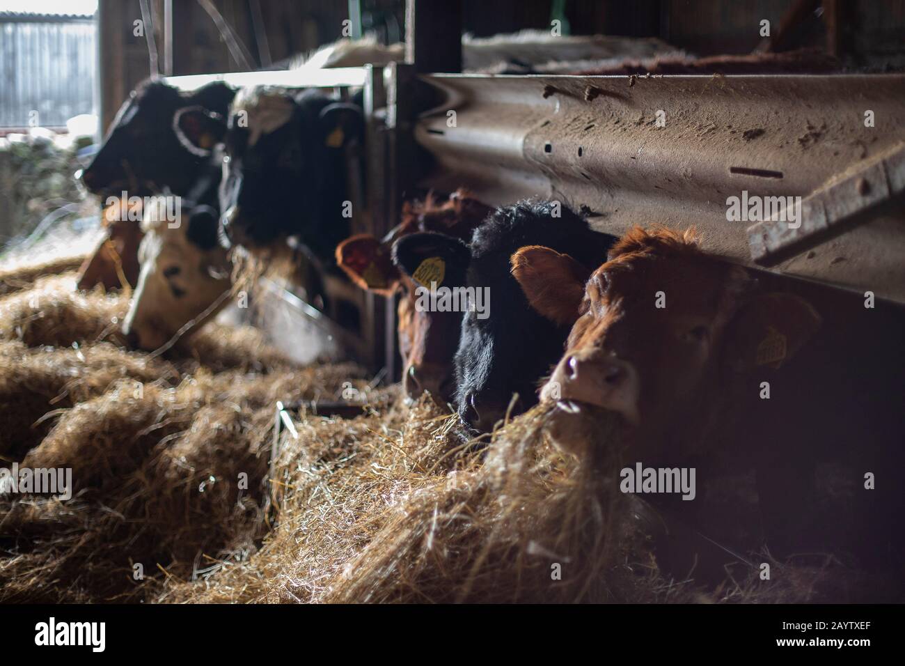 Cows getting feed on a farm in Silloth Stock Photo - Alamy