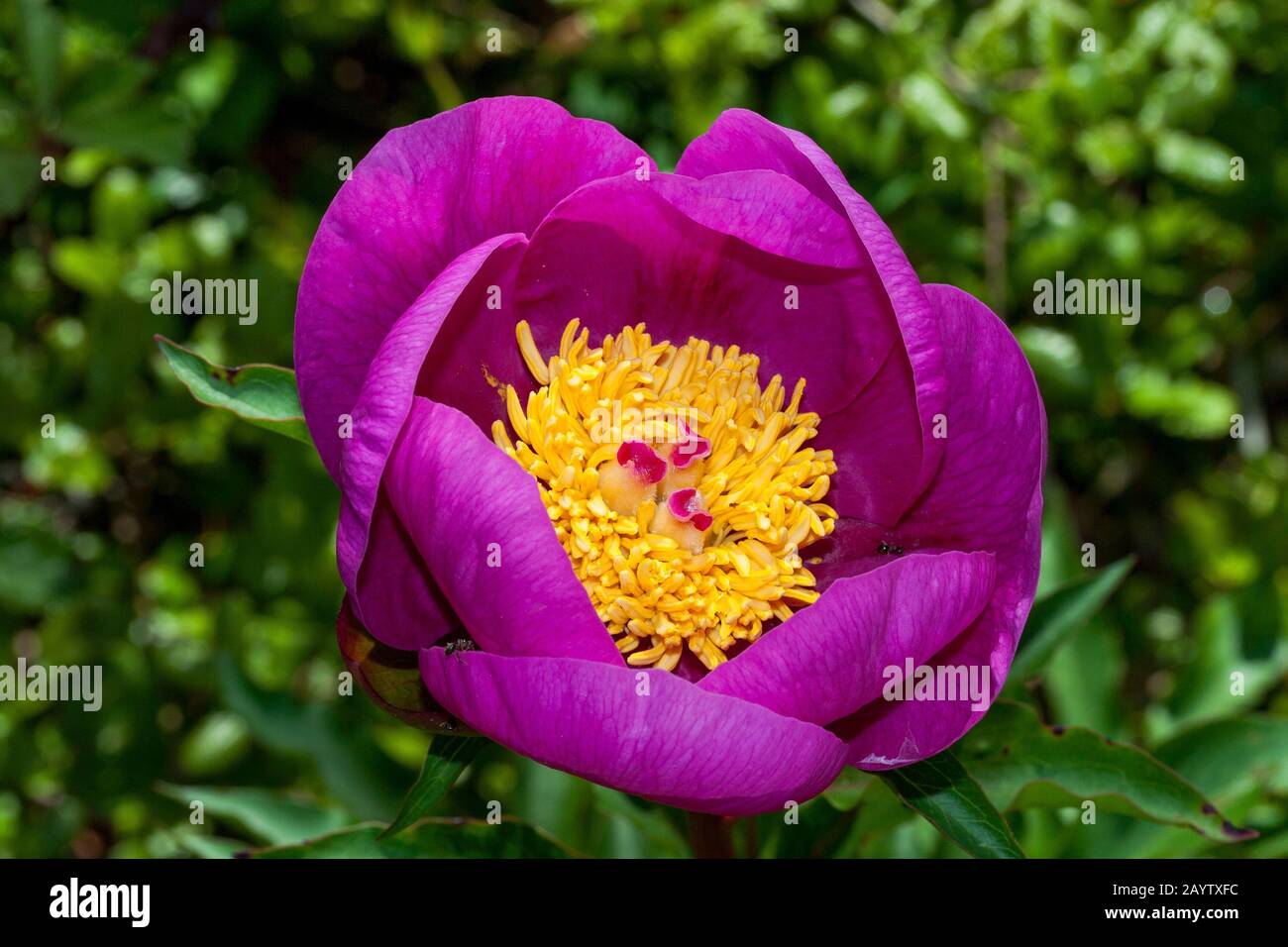 Iberian Peony flower Stock Photo - Alamy