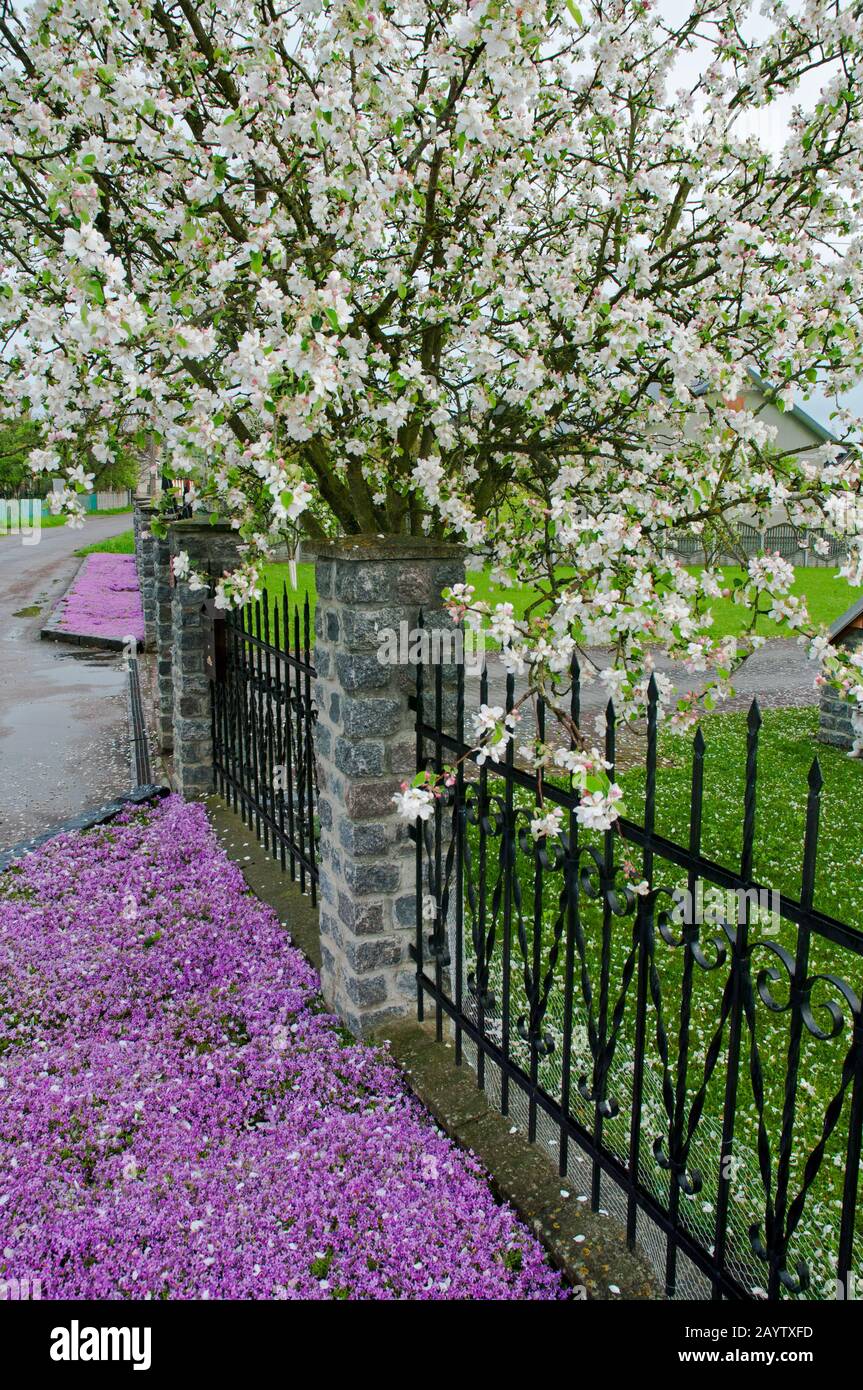 Beautiful flowering trees hi-res stock photography and images - Alamy